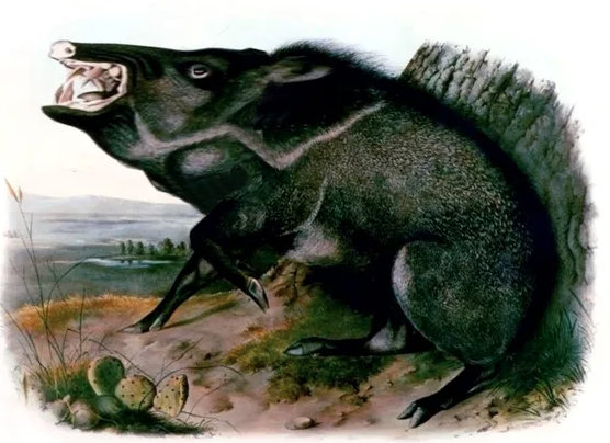 Long nosed peccaries (mylohyus nasutus) – Neolithic Architecture