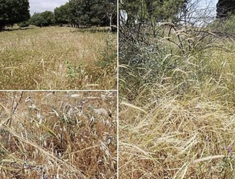 Grains from the neolithic period include: emmer, einkorn wheats; barley ...