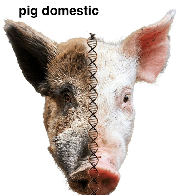 Scientifically pigs are known as sus scrofa. Their domestication ...