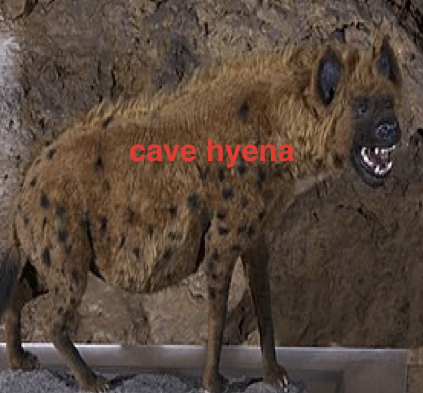Cave hyenas, also known as the ice age spotted hyena(s). Are crocuta ...