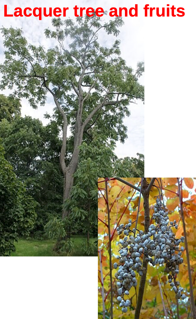 Toxicodendron vernicifluum is also known as the lacquer tree